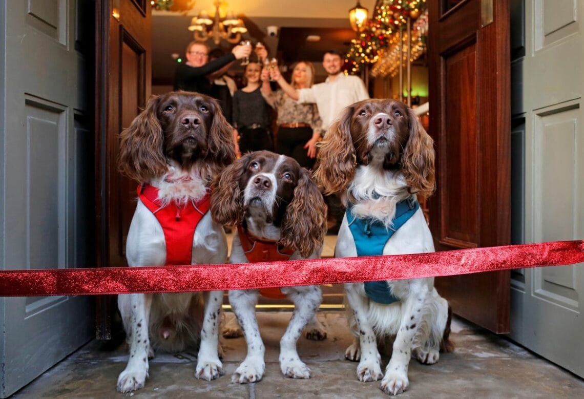 Max the Miracle Dog: A life in pictures - The Keswick Reminder